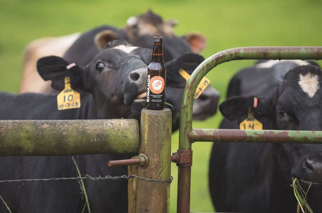 Cow and Beer Graphic – Pelican Brewing Company
