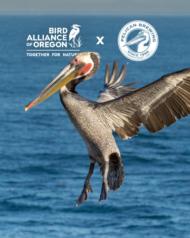Pelican Brewing Company – Page Array – Born at the Beach | Oregon Coast